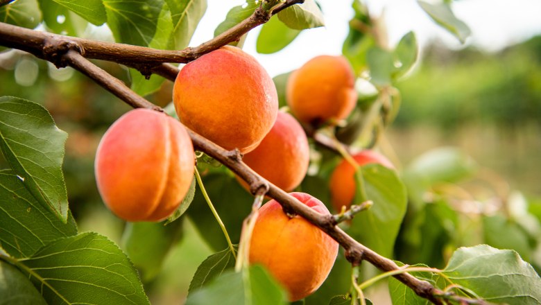 Marillen : Schule Am Himmel